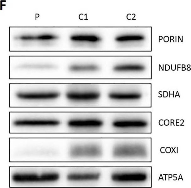 ATP5F1A antibodies - Antibody search engine - CiteAb