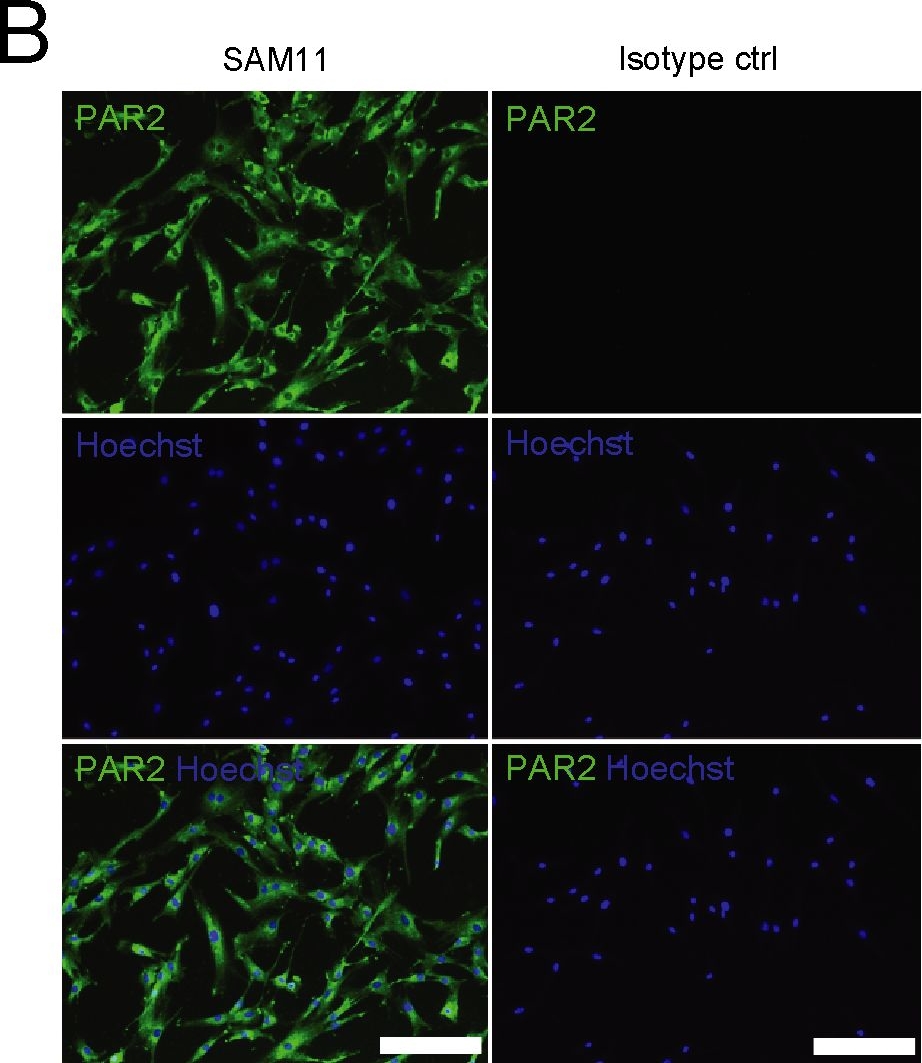F2RL1 antibodies - Antibody search engine - CiteAb