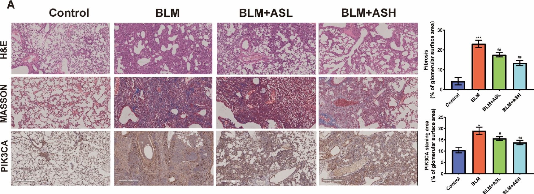 PI3K antibodies - Antibody search engine - CiteAb