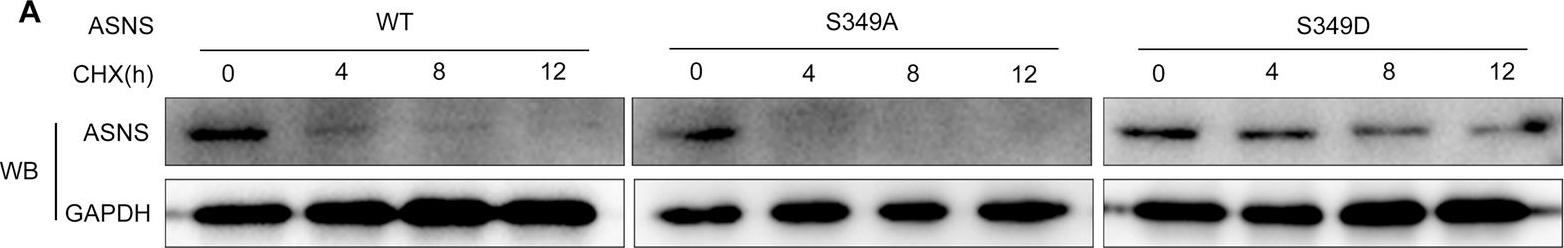 ASNS antibodies - Antibody search engine - CiteAb