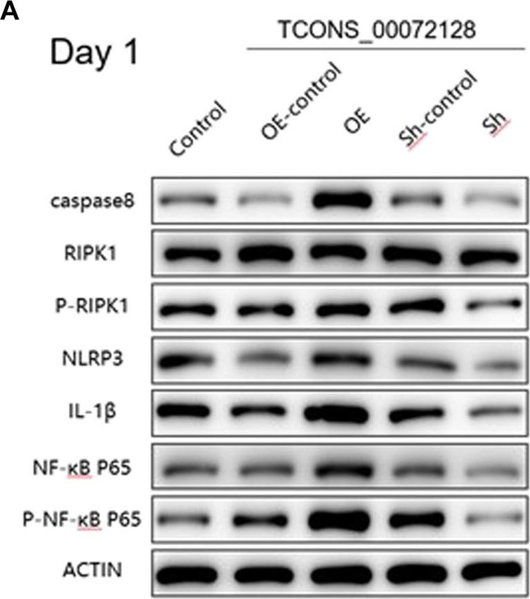 NLRP3 antibodies - Antibody search engine - CiteAb