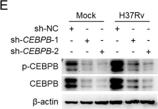 CEBPB antibodies - Antibody search engine - CiteAb
