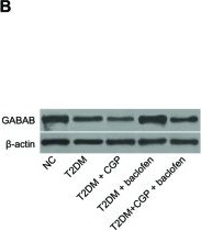 GABA antibodies - Antibody search engine - CiteAb