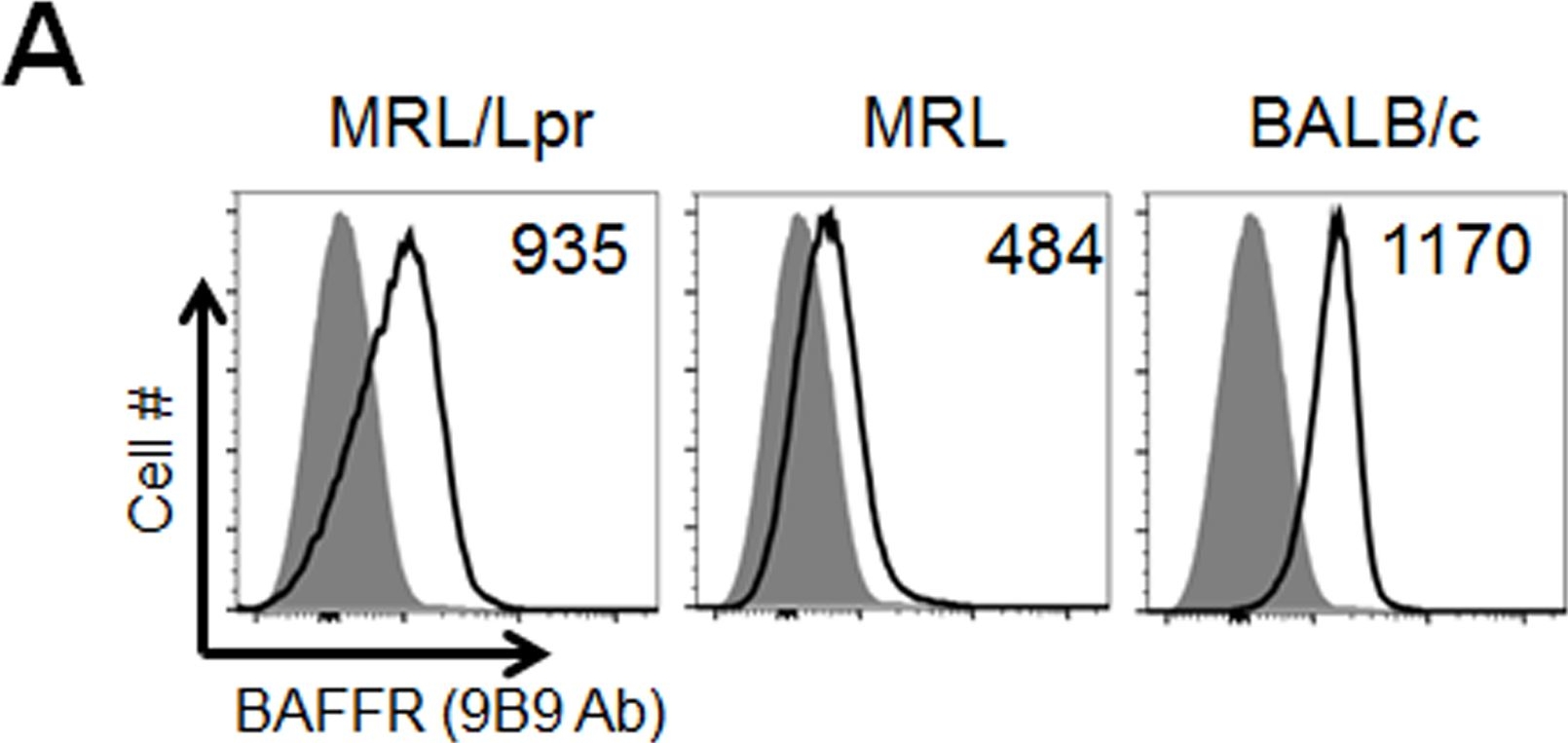 TNFRSF13C antibodies - Antibody search engine - CiteAb