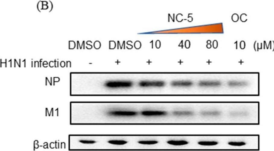 9C11 antibodies - Antibody search engine - CiteAb