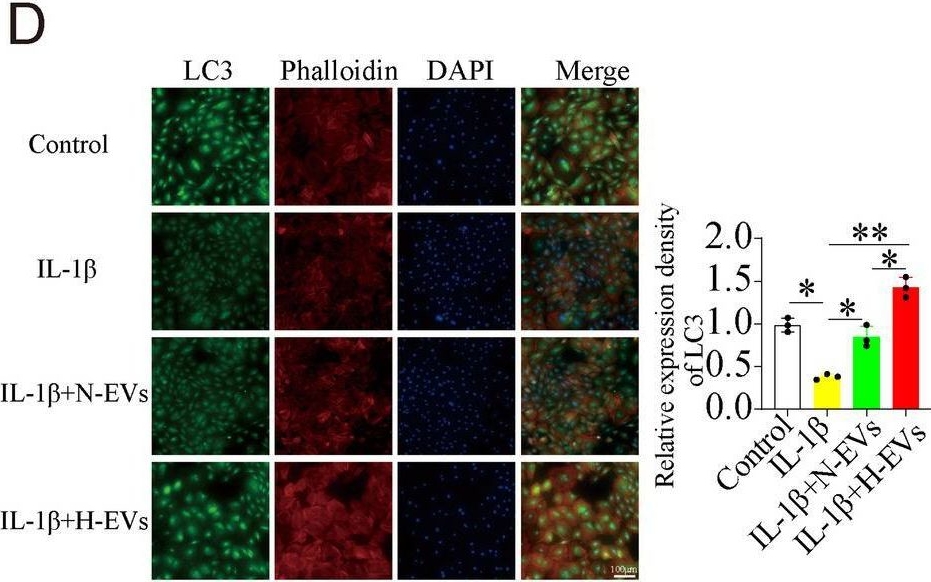 LC3 antibodies - Antibody search engine - CiteAb