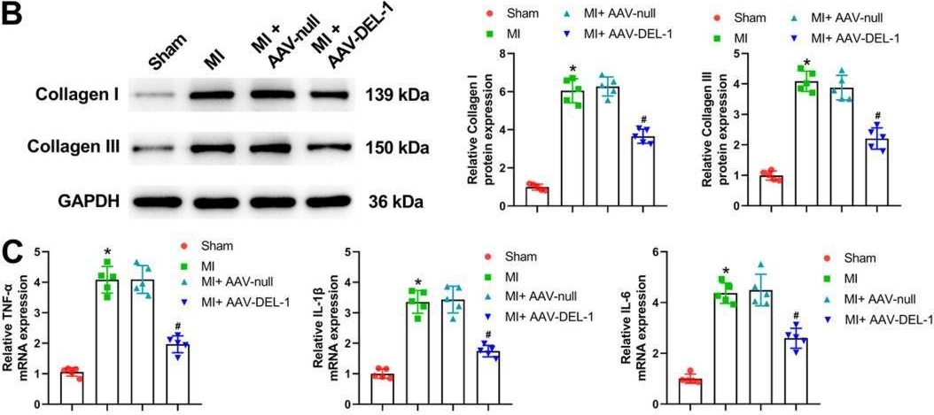 COL3A1 antibodies - Antibody search engine - CiteAb