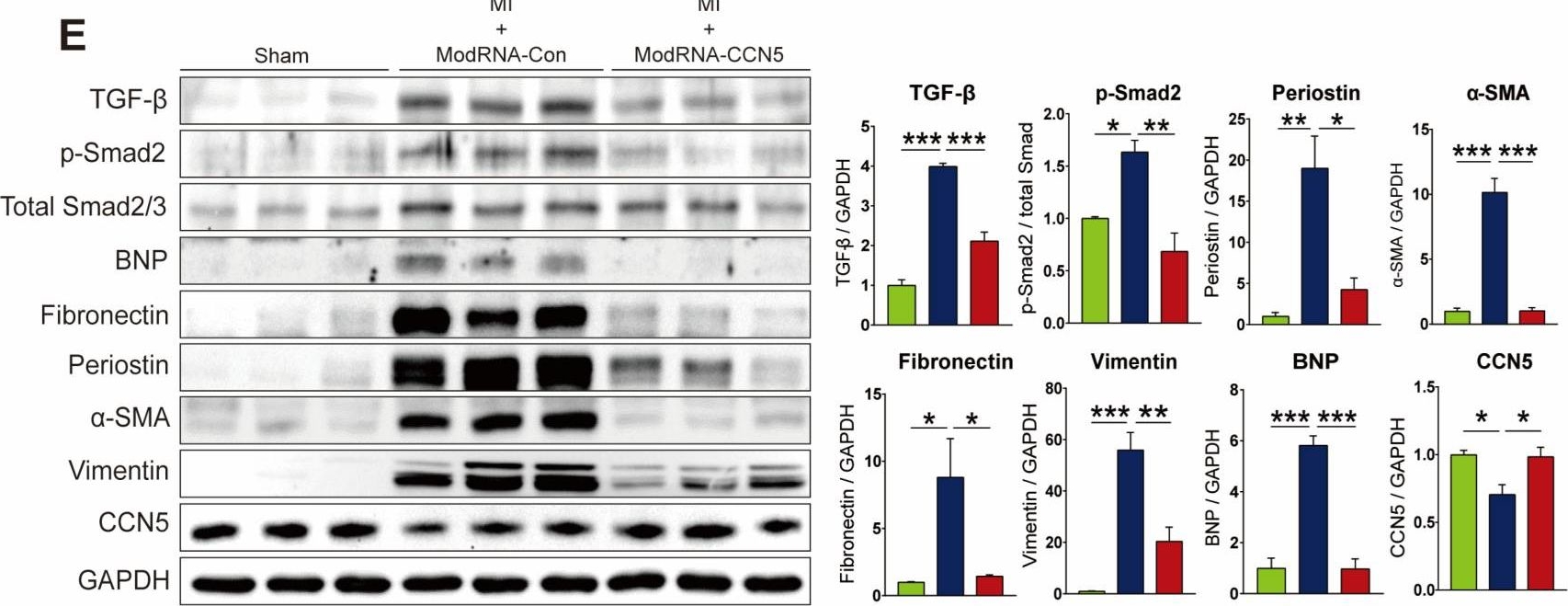 Postn antibodies - Antibody search engine - CiteAb