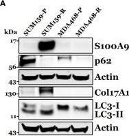 col17a1 antibodies - Antibody search engine - CiteAb