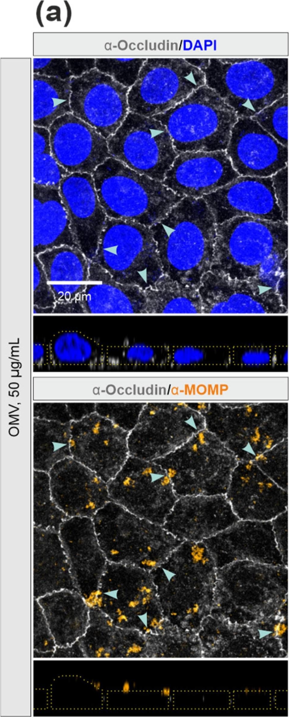115 antibodies - Antibody search engine - CiteAb