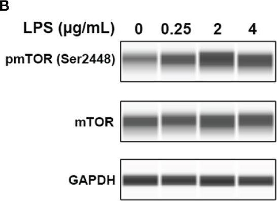 mTOR antibodies - Antibody search engine - CiteAb