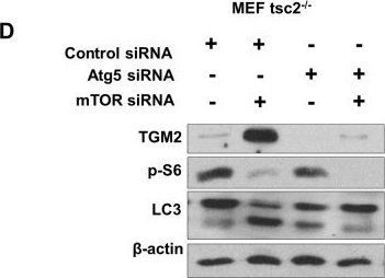 tgm2 antibodies - Antibody search engine - CiteAb