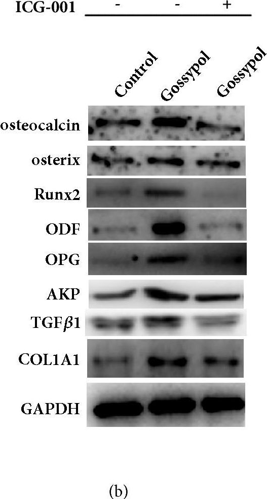 ODF2 antibodies - Antibody search engine - CiteAb
