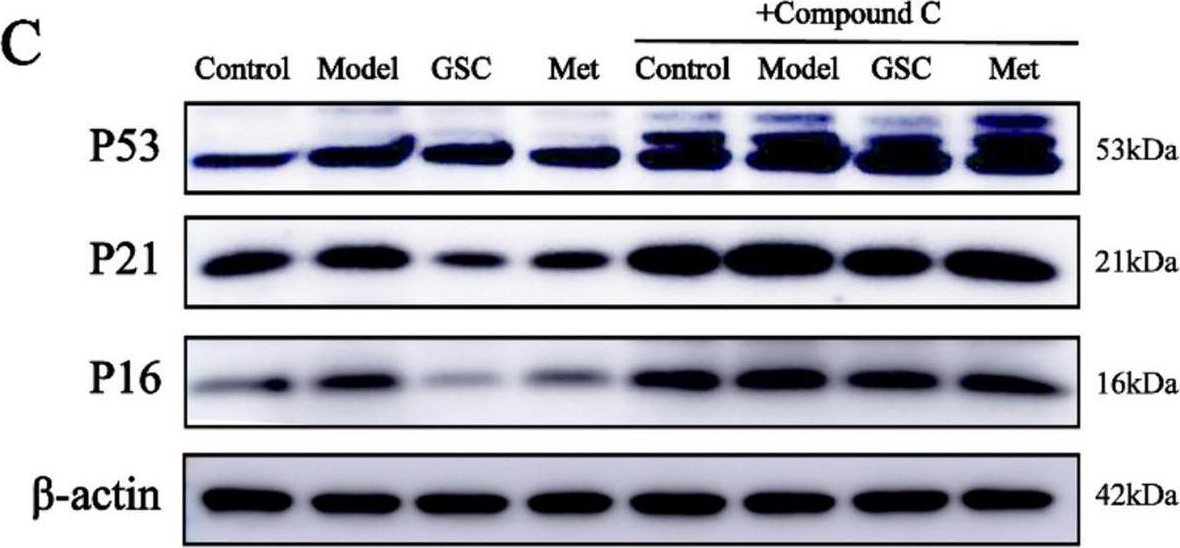 P16 antibodies - Antibody search engine - CiteAb