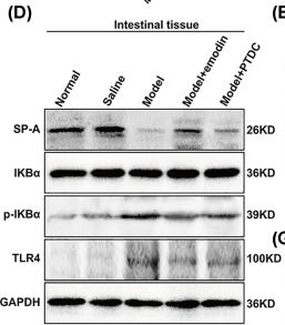 IKBa antibodies - Antibody search engine - CiteAb