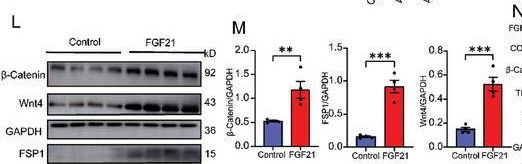 FSP1 antibodies - Antibody search engine - CiteAb
