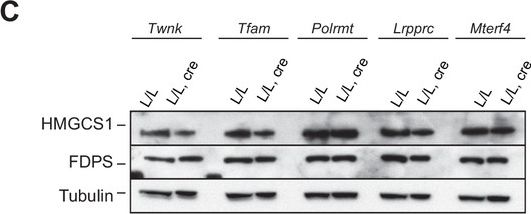 HMGCS1 antibodies - Antibody search engine - CiteAb
