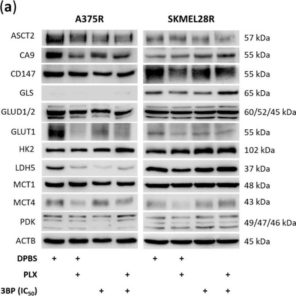 CA9 antibodies - Antibody search engine - CiteAb