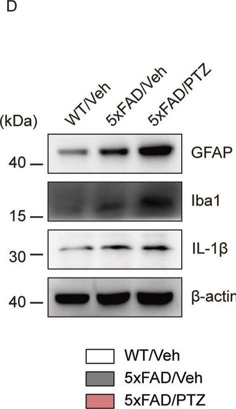GFAP antibodies - Antibody search engine - CiteAb
