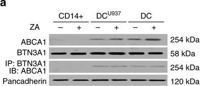 BTN3A1 antibodies - Antibody search engine - CiteAb