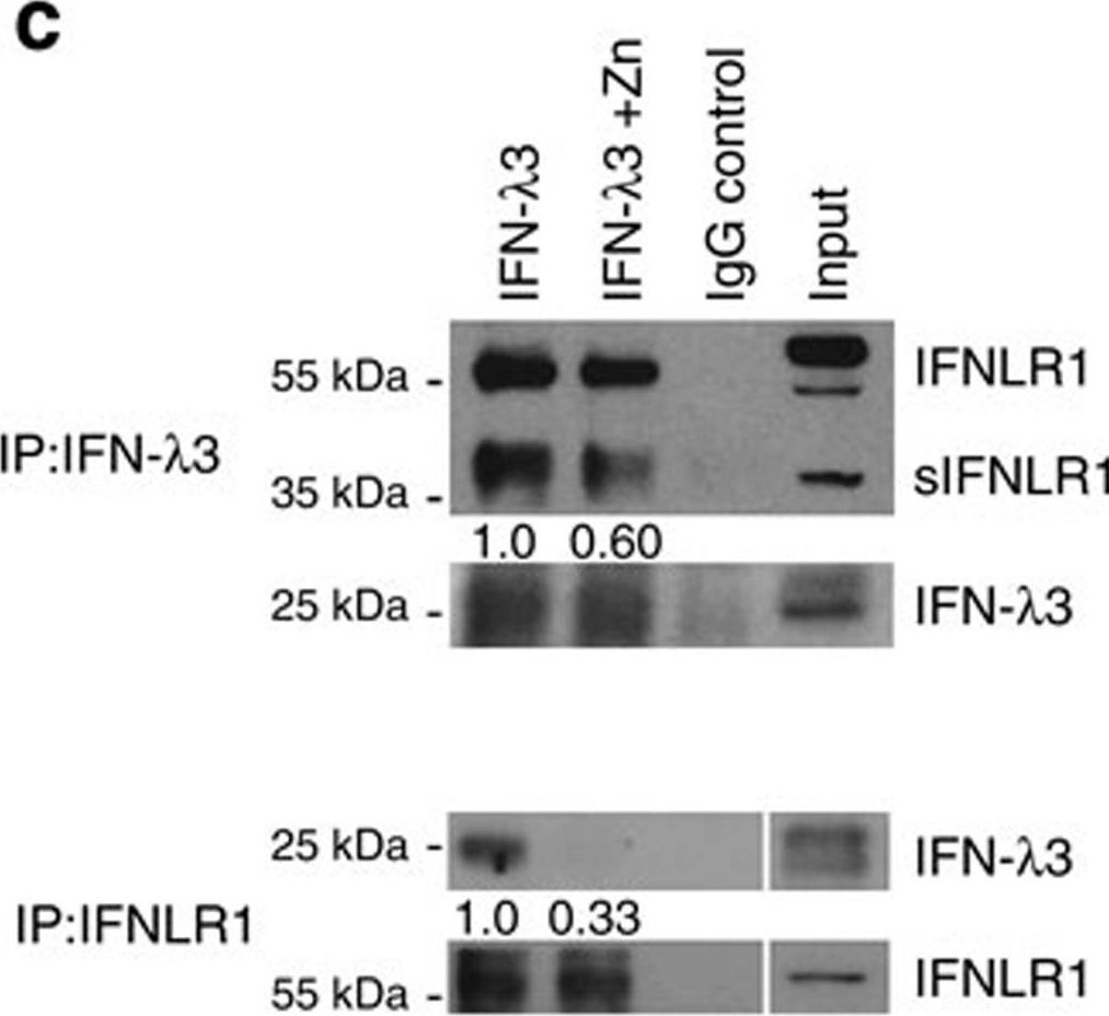 IFNLR1 antibodies - Antibody search engine - CiteAb