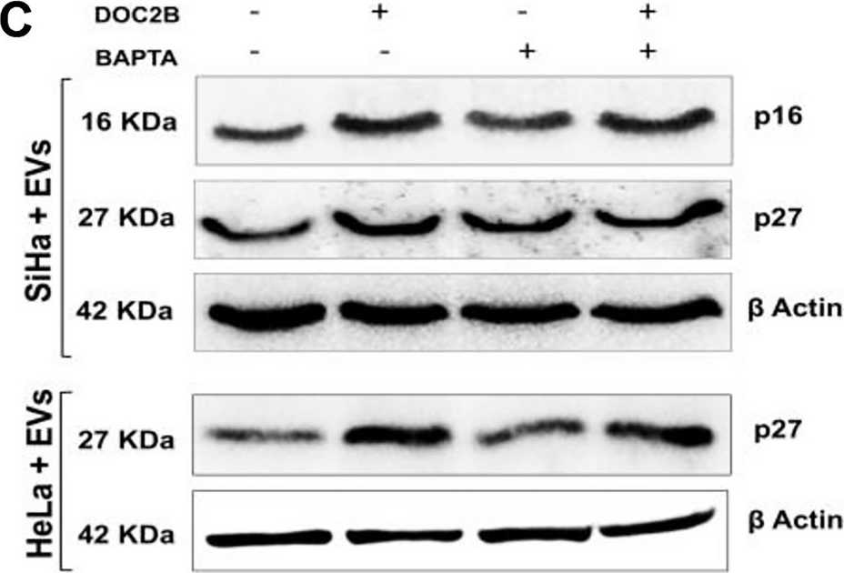 P16 antibodies - Antibody search engine - CiteAb