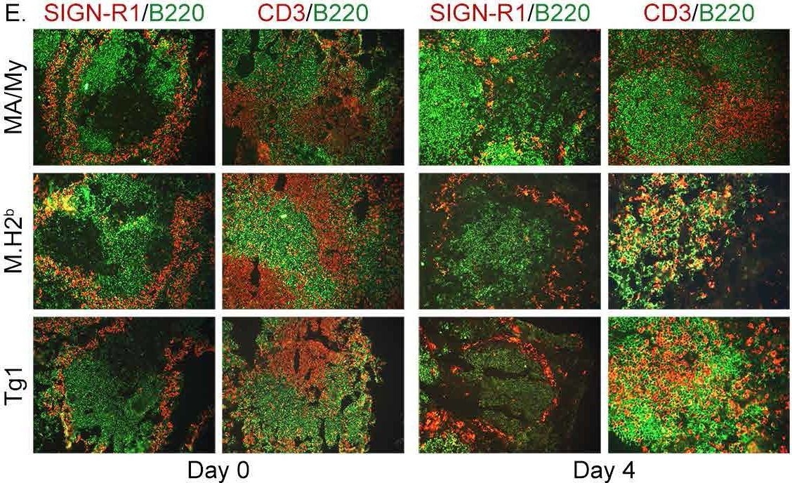 CD209 antibodies - Antibody search engine - CiteAb