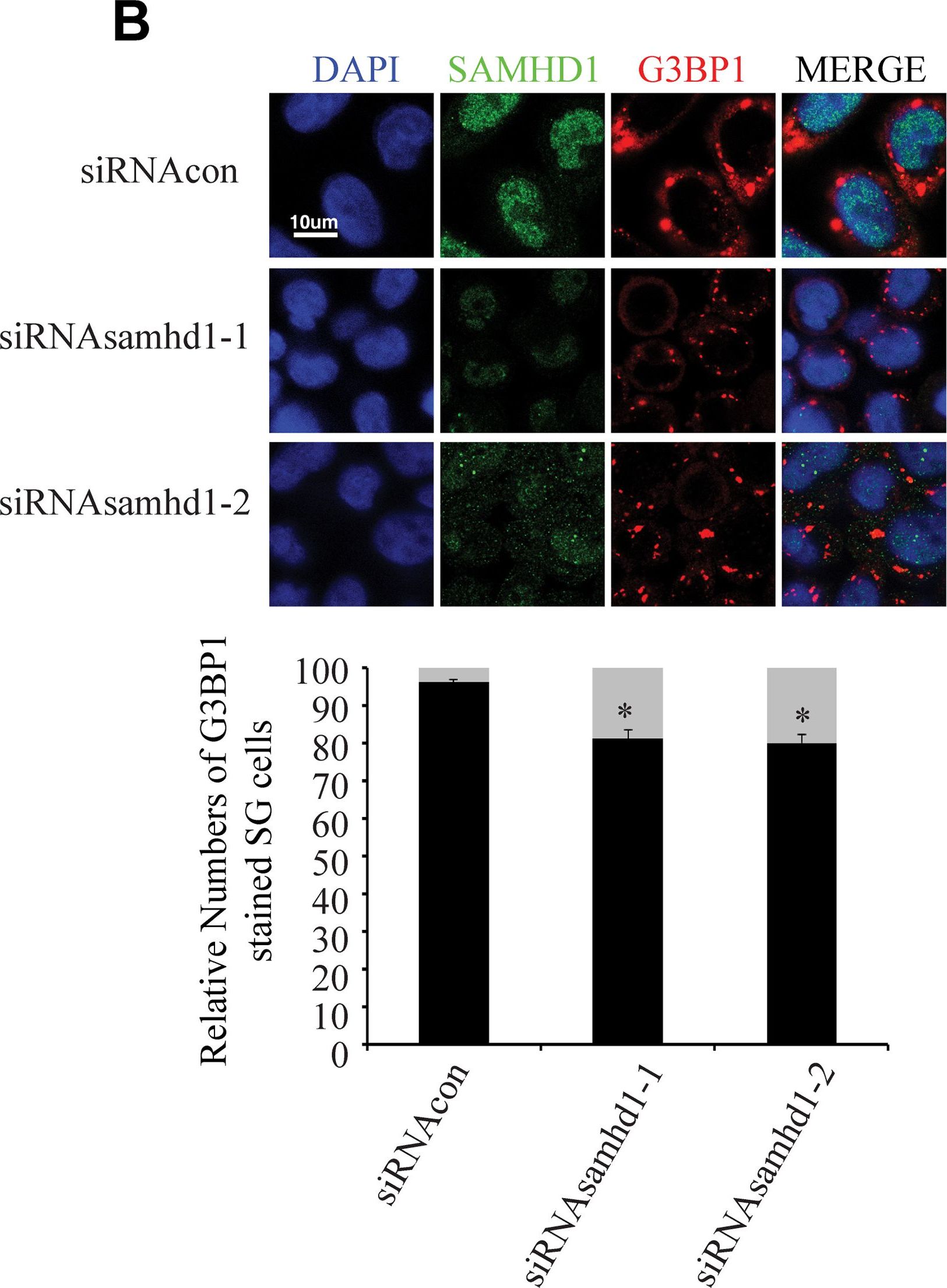 G3BP1 antibodies - Antibody search engine - CiteAb