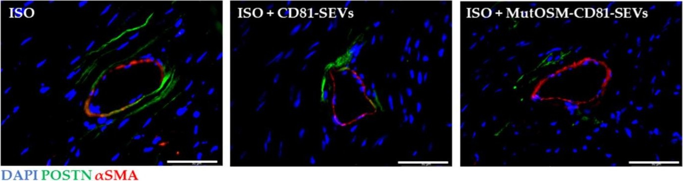 Postn antibodies - Antibody search engine - CiteAb