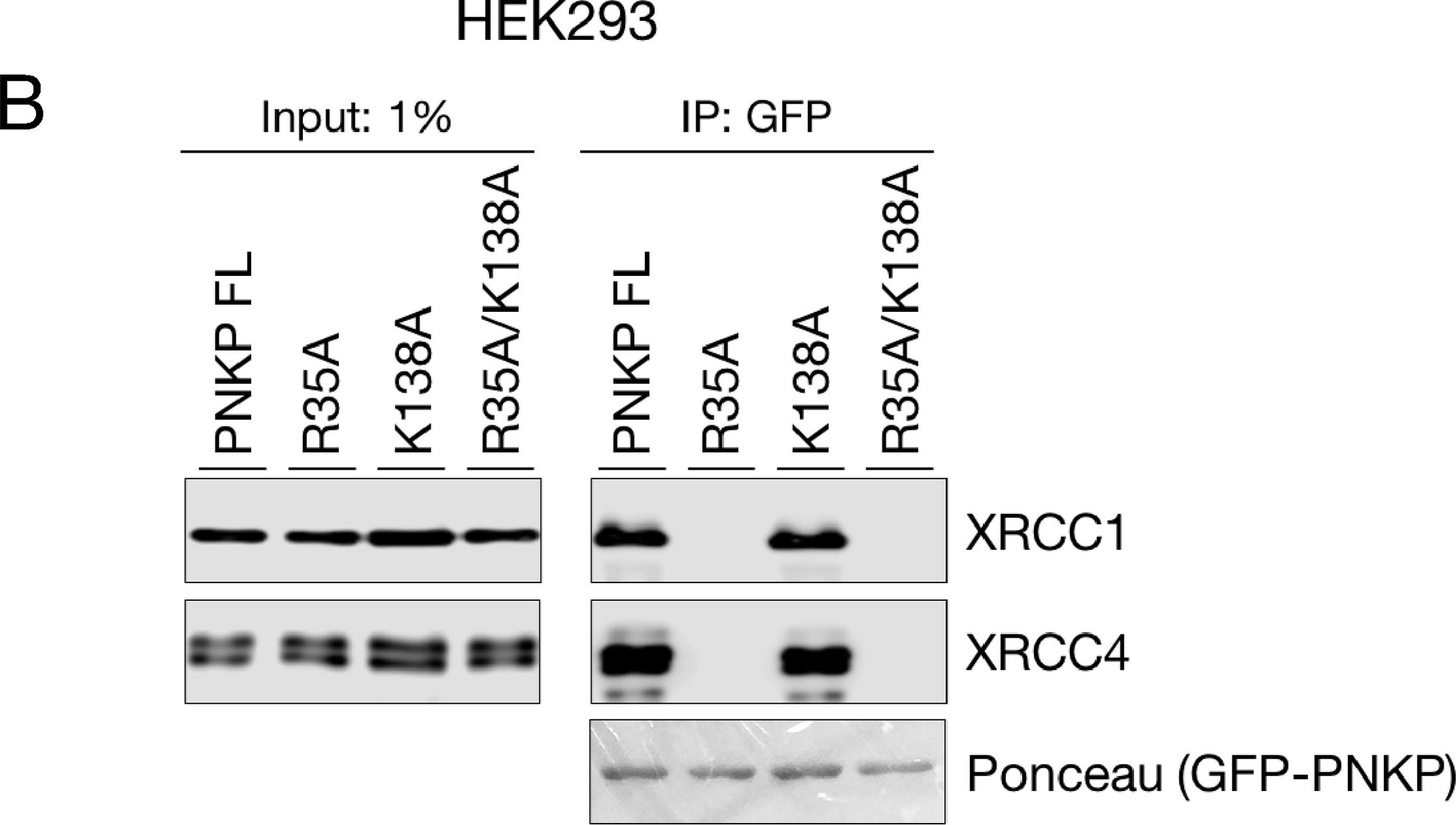 XRCC1 antibodies - Antibody search engine - CiteAb