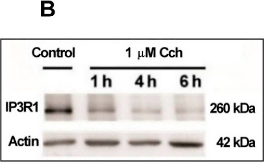 ip3r antibodies - Antibody search engine - CiteAb