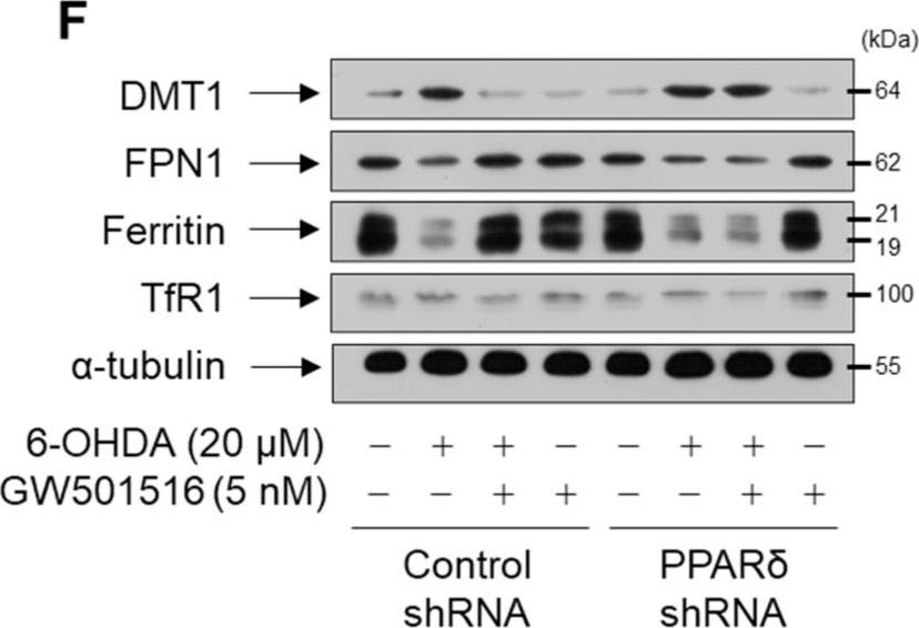 FTH1 antibodies - Antibody search engine - CiteAb