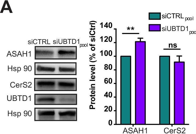 cers2 antibodies - Antibody search engine - CiteAb