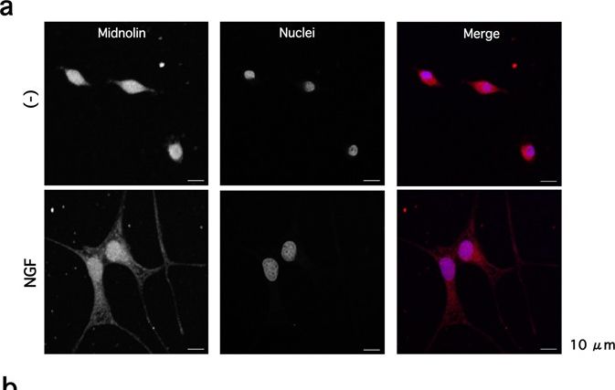 MIDN antibodies - Antibody search engine - CiteAb