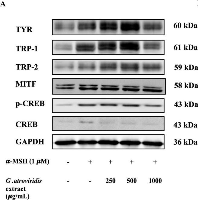 TYRP1 antibodies - Antibody search engine - CiteAb