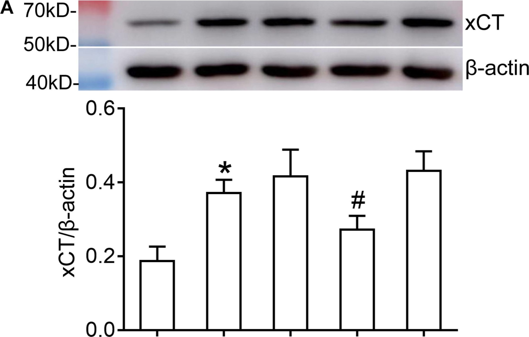 SLC7A11 antibodies - Antibody search engine - CiteAb