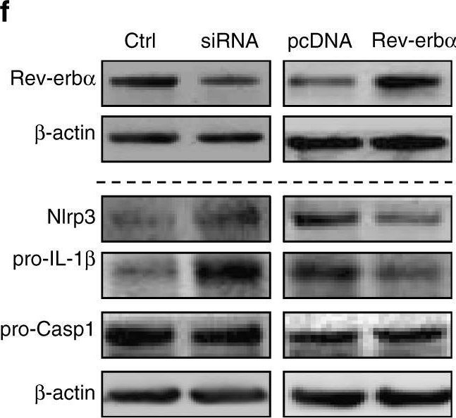 NR1D1 antibodies - Antibody search engine - CiteAb