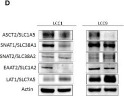 SLC38A1 antibodies - Antibody search engine - CiteAb