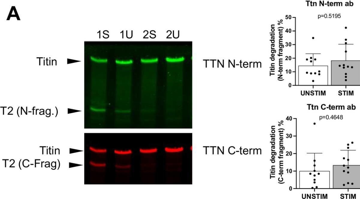 titin antibodies - Antibody search engine - CiteAb