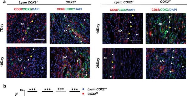 CD68 antibodies - Antibody search engine - CiteAb