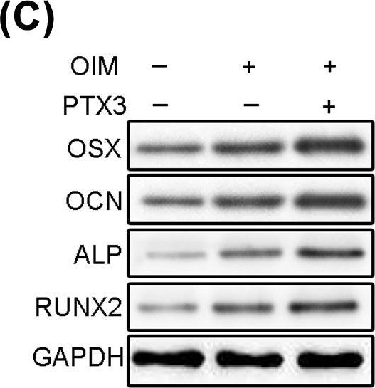 RUNX2 antibodies - Antibody search engine - CiteAb