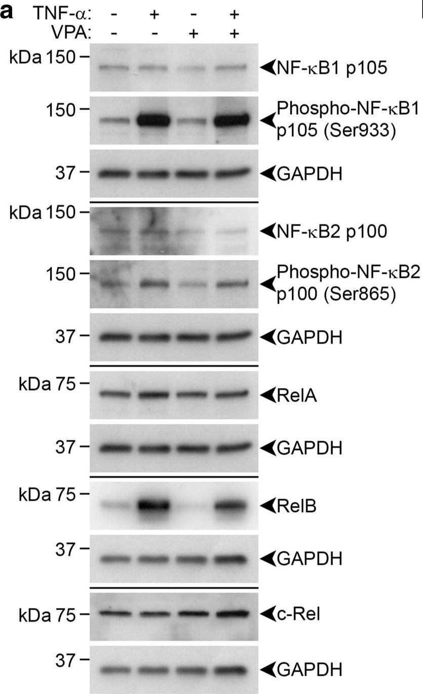 nfkb2 antibodies - Antibody search engine - CiteAb