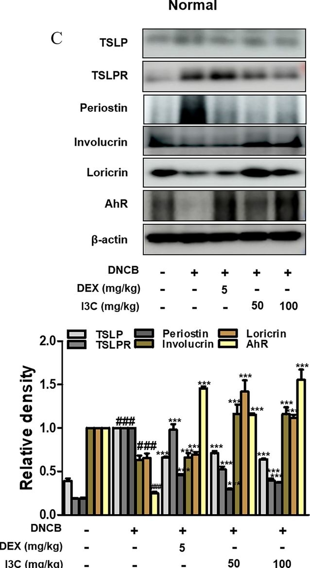 Postn antibodies - Antibody search engine - CiteAb