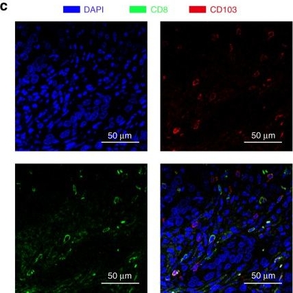 cd103 antibodies - Antibody search engine - CiteAb