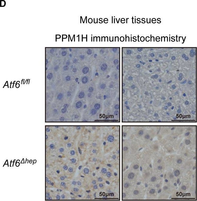 PPM1H antibodies - Antibody search engine - CiteAb