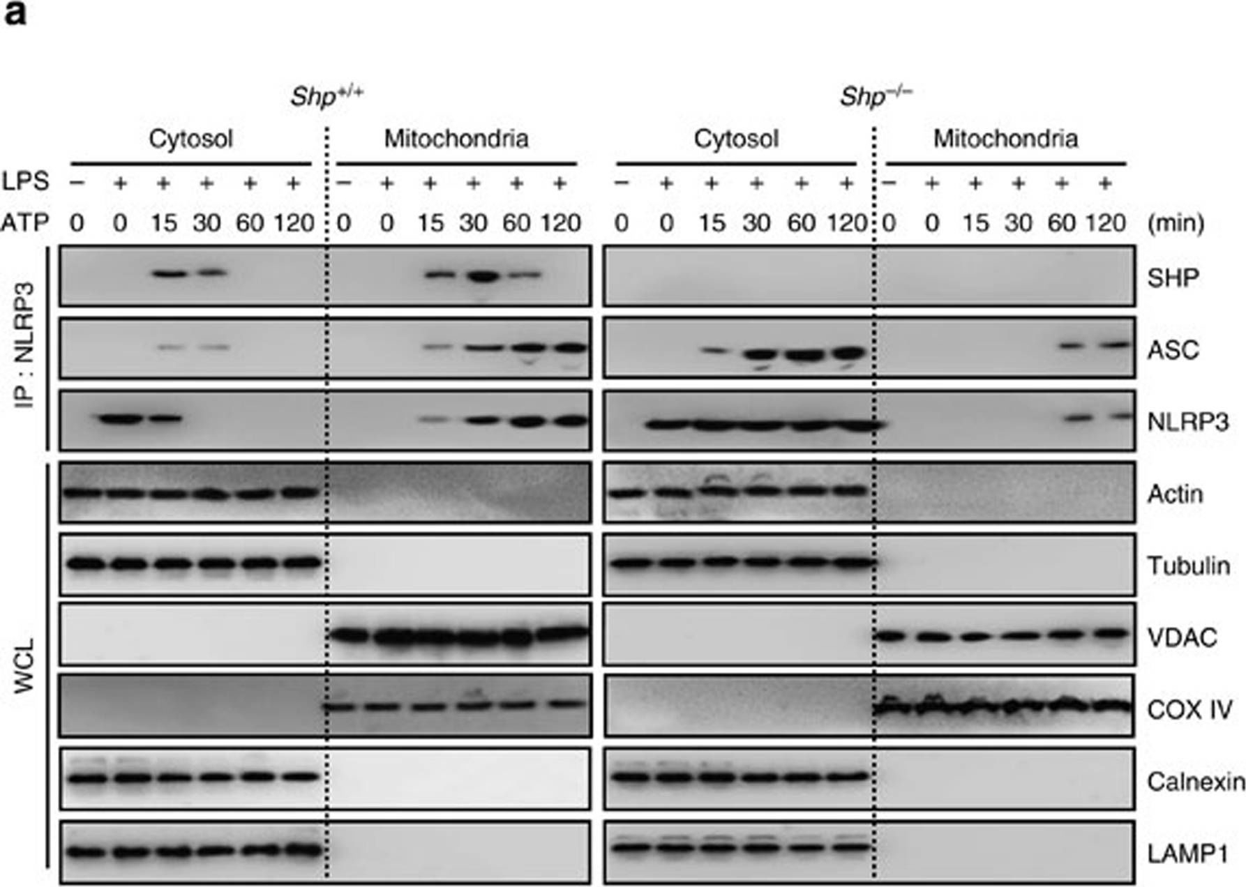 LAMP1 antibodies - Antibody search engine - CiteAb