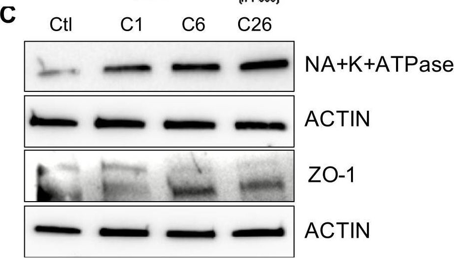 ATP1A2 antibodies - Antibody search engine - CiteAb