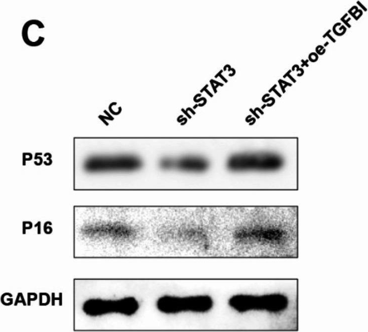 P16 antibodies - Antibody search engine - CiteAb