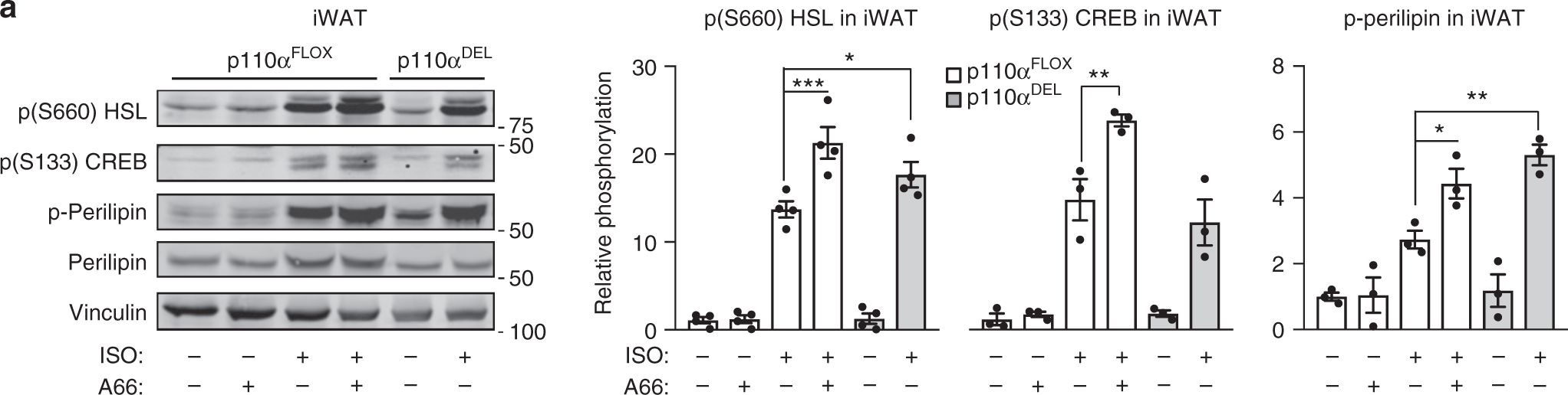 hsl antibodies - Antibody search engine - CiteAb