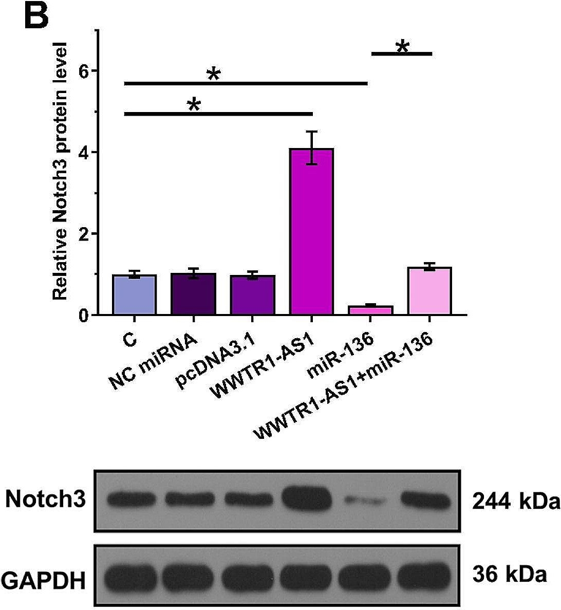 NOTCH3 antibodies - Antibody search engine - CiteAb